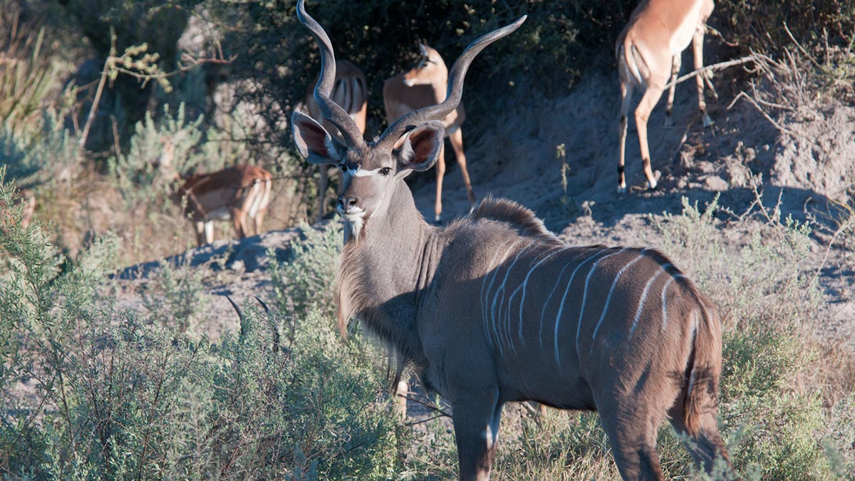 Discover the Diversity of African Antelopes in Uganda's Wilderness ...