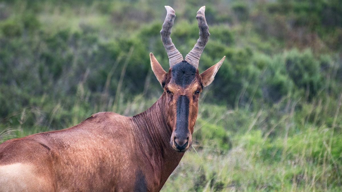 Discover the Diversity of African Antelopes in Uganda's Wilderness ...