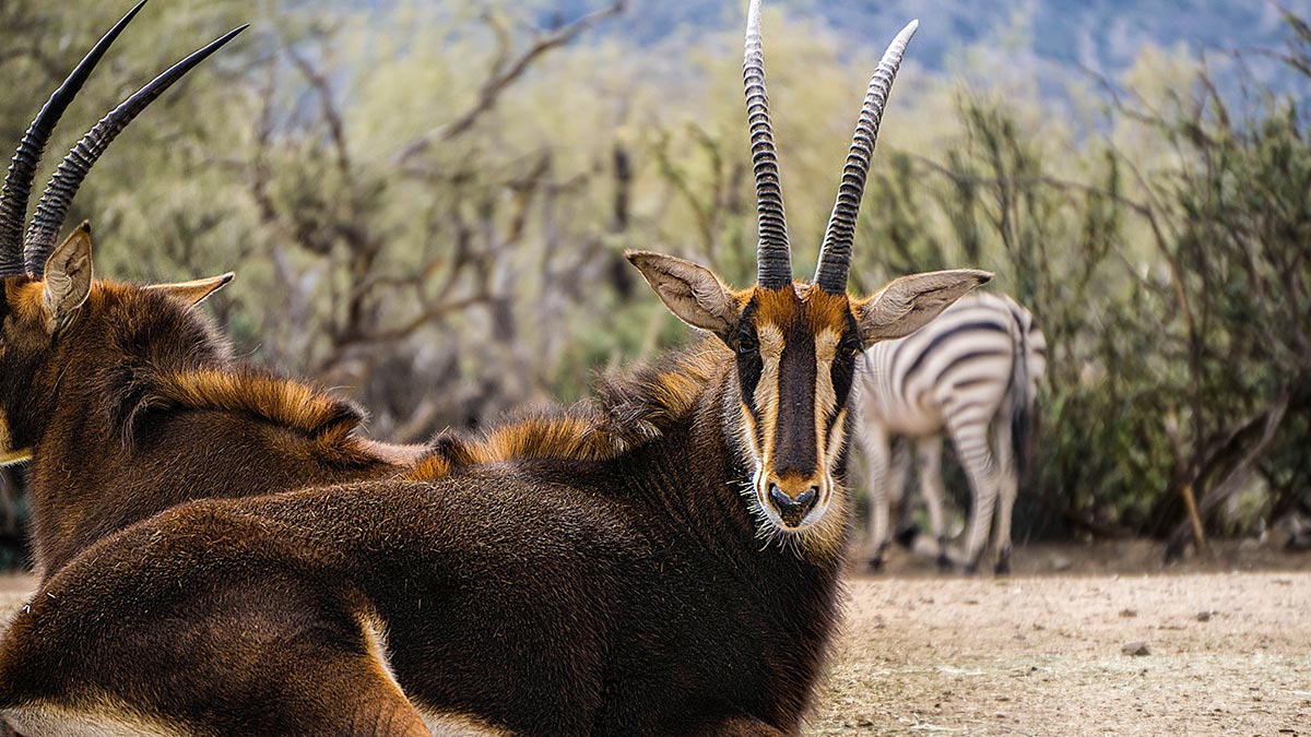 Discover the Diversity of African Antelopes in Uganda's Wilderness ...