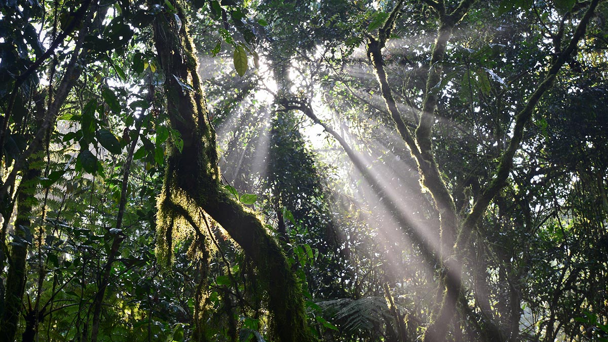 Uganda Safari Tours - Safari Destinations in Uganda