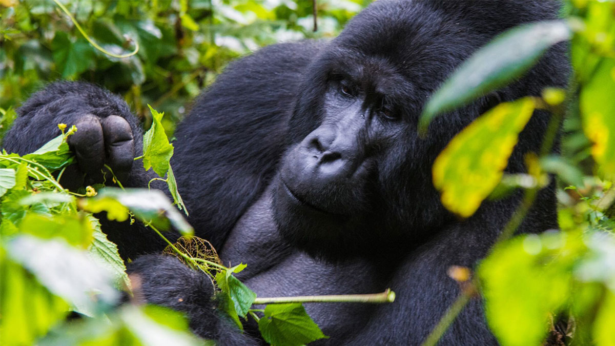 Uganda and Rwanda Safaris - Curious Tours Africa