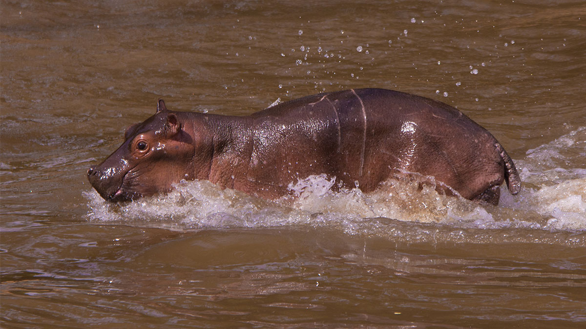 Uganda and Rwanda Safaris - Curious Tours Africa