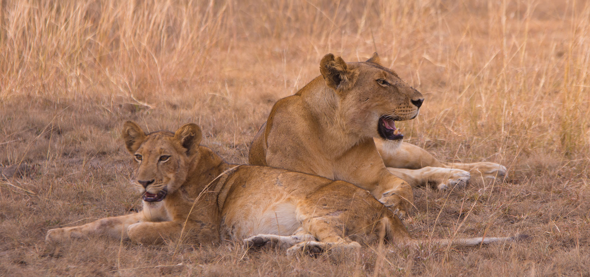 Uganda and Rwanda Safaris - Curious Tours Africa