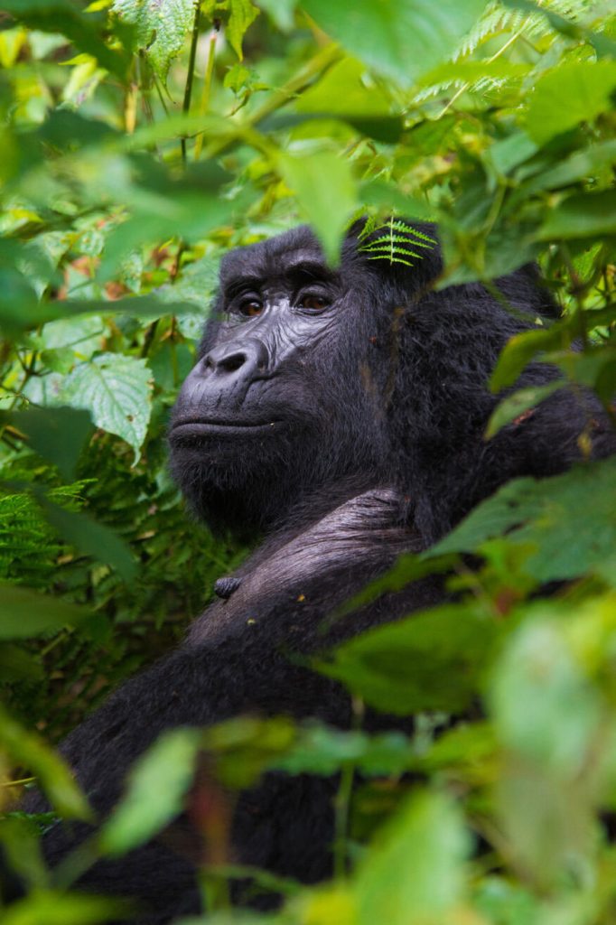 Gorilla Trekking in Uganda - Gorilla Safaris in Uganda